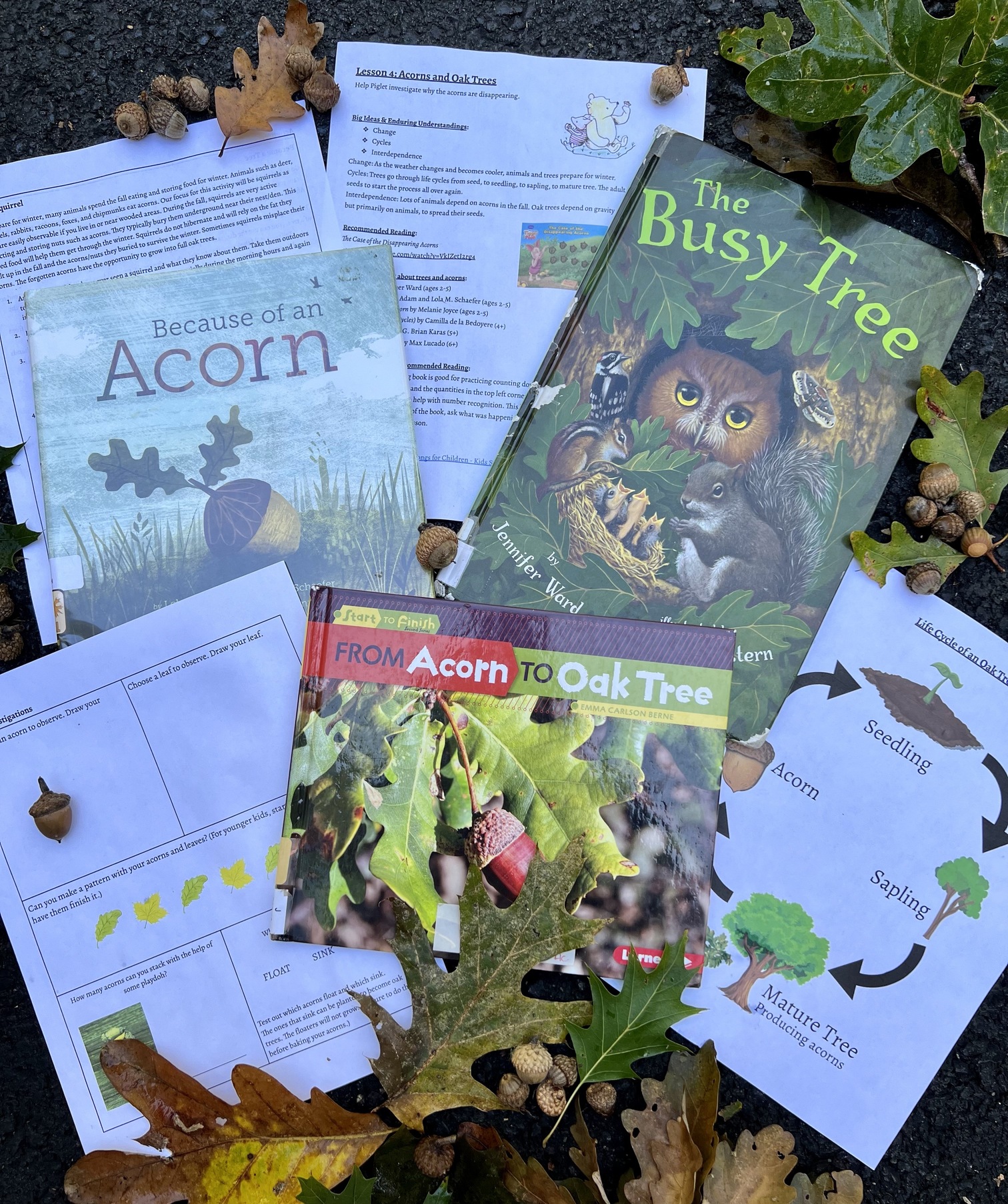 Mini Homeschool Nature Unit on Tree Lifecycle